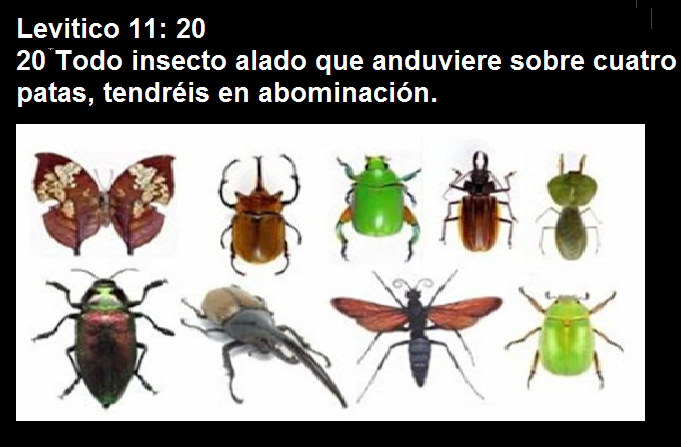 Levítico 11 – La dieta Bíblica – Através de las Escrituras